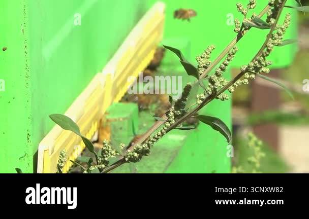 Apiary. Bees collect honey in honeycombs. Modern hives with honeycombs ...