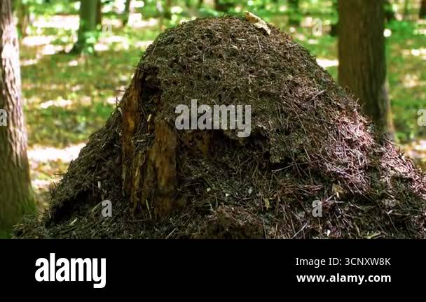 Large anthill in the forest. Forest ants. Large brown anthill in the forest in summer. Home for ...