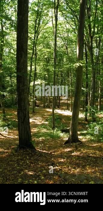 The beginning of autumn in the forest. Forest paths among the trees ...