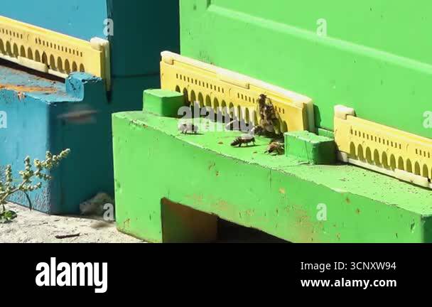 Apiary. Bees collect honey in honeycombs. Modern hives with honeycombs ...
