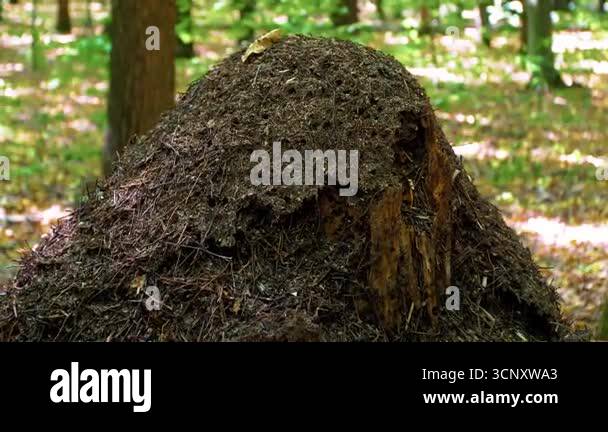 Video set: Large anthill in the forest. Forest ants. Large brown ...