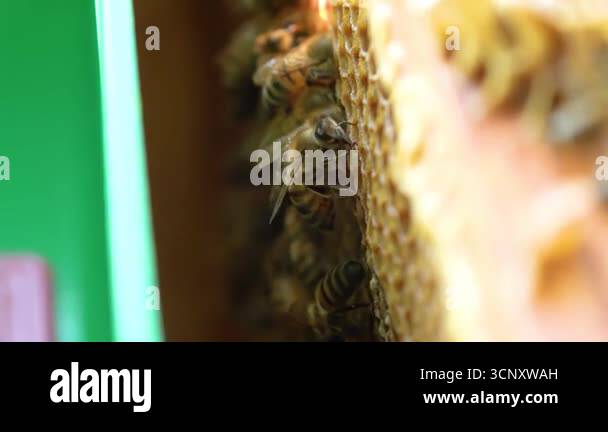 Apiary. Bees collect honey in honeycombs. Modern hives with honeycombs ...