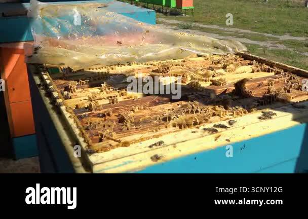 Apiary. Bees collect honey in honeycombs. Modern hives with honeycombs ...