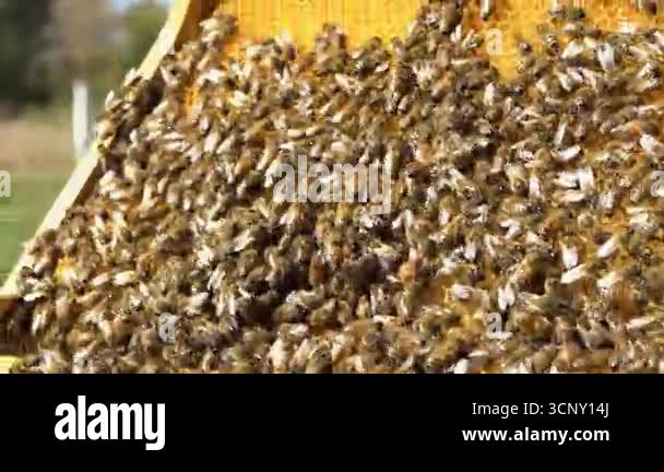 Apiary. Bees collect honey in honeycombs. Modern hives with honeycombs. The product of bees ...