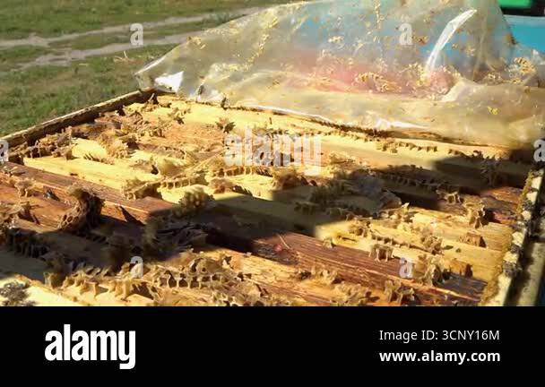 Apiary. Bees collect honey in honeycombs. Modern hives with honeycombs ...