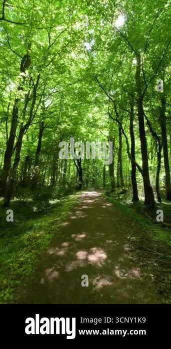 Vertical pathway surrounded green Stock Videos & Footage - HD and 4K ...