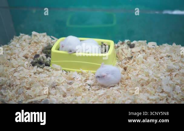 Adorable white hamsters in a cage Stock Video Footage - Alamy