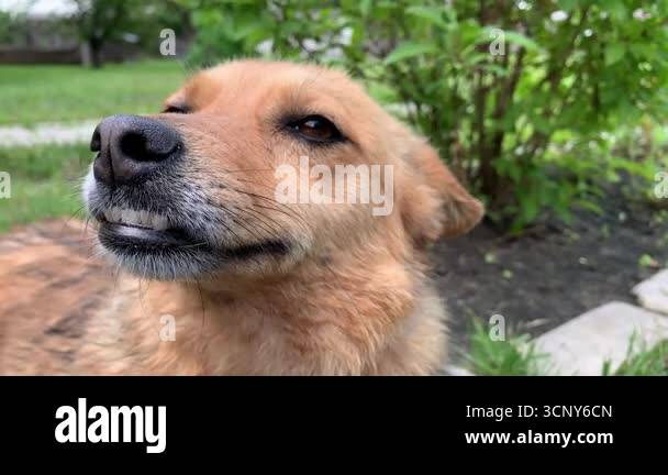 Fluffy red dog with crooked teeth Stock Video Footage - Alamy