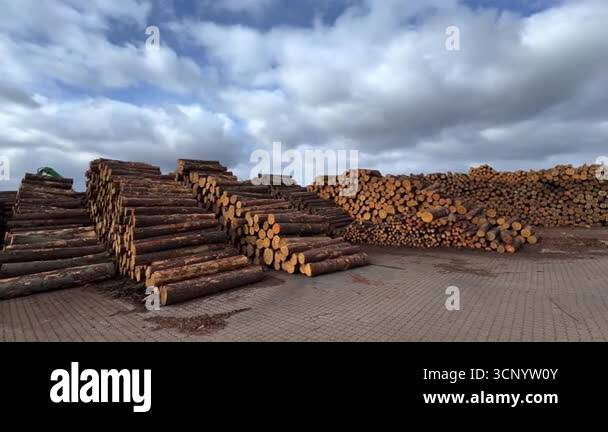 Lumber industry landscape featuring neatly stacked wooden logs in ...