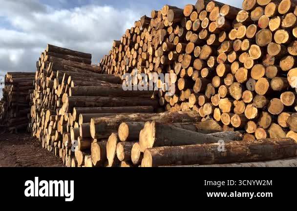 Tree trunks timber processing Stock Videos & Footage - HD and 4K Video ...
