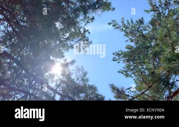 Sunlight shining through pine trees canopy Stock Video Footage - Alamy