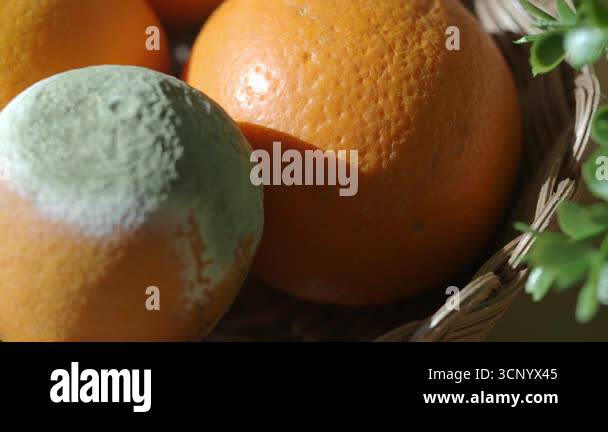 Oranges still life orange Stock Videos & Footage - HD and 4K Video ...