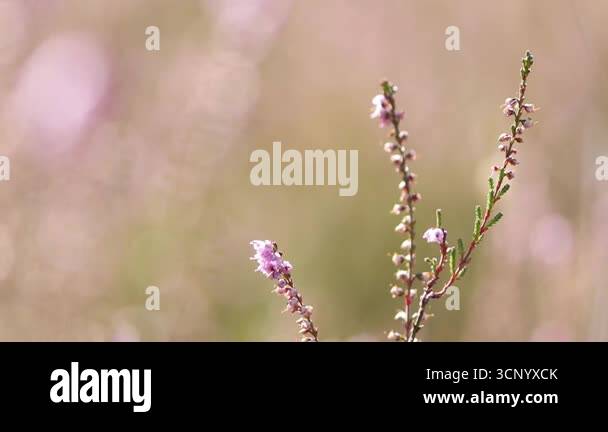 Erica herb Stock Videos & Footage - HD and 4K Video Clips - Alamy