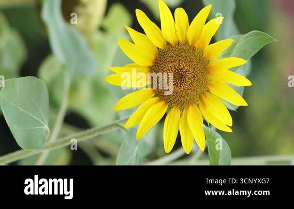 magnificent sunflower blowing in the wind, ripe sunflower in full bloom ...