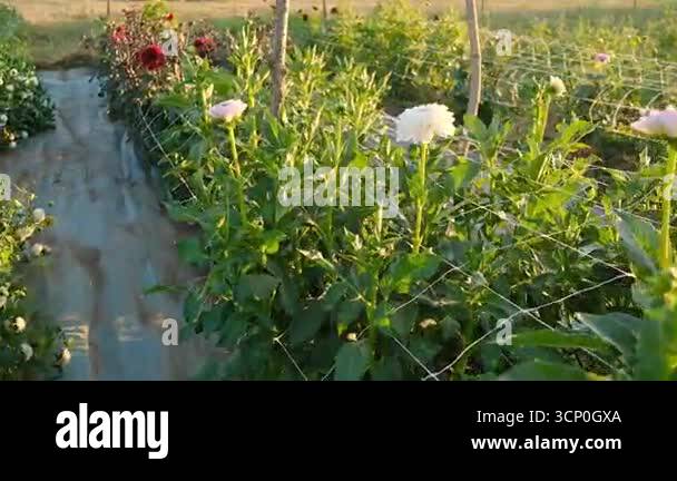 Growing beautiful dahlias. Growing autumn dahlia flowers Stock Video ...
