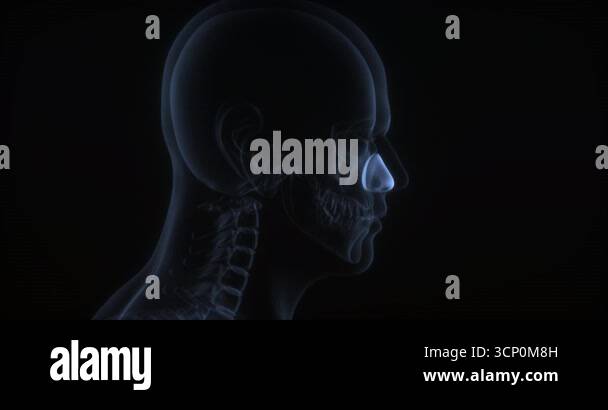 Dilator naris muscle in human body. X Ray. Loop Stock Video Footage - Alamy
