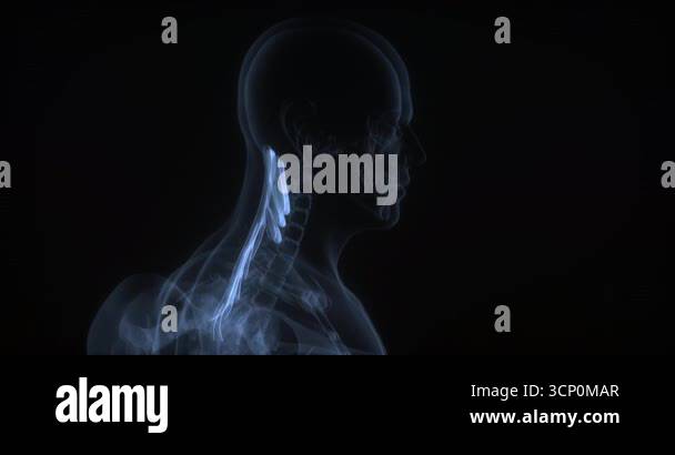 Semispinalis Capitis in human body. X Ray. Loop Stock Video Footage - Alamy