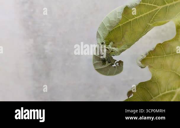 Wilting and curling leaves indicate a dehydrated or diseased plant ...