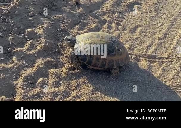 Close-up of a frightened turtle and in a desert area. The life of wild ...