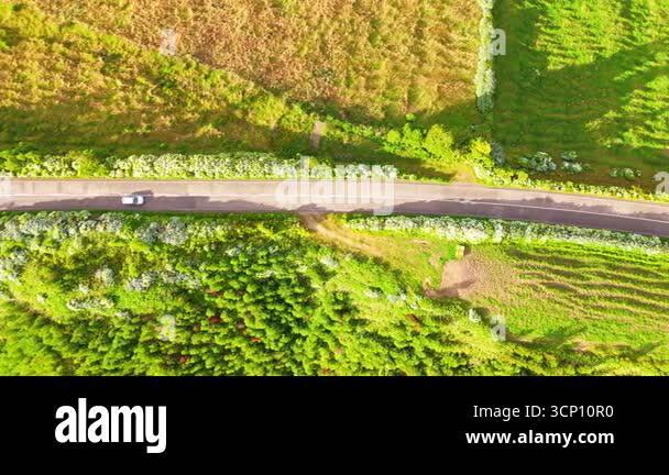 Car on Road with Hydrangeas. Green Lush Fields and Pastures. Azores ...