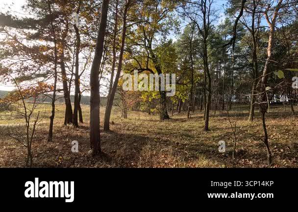 Autumn landscape forest edge spreading Stock Videos & Footage - HD and ...