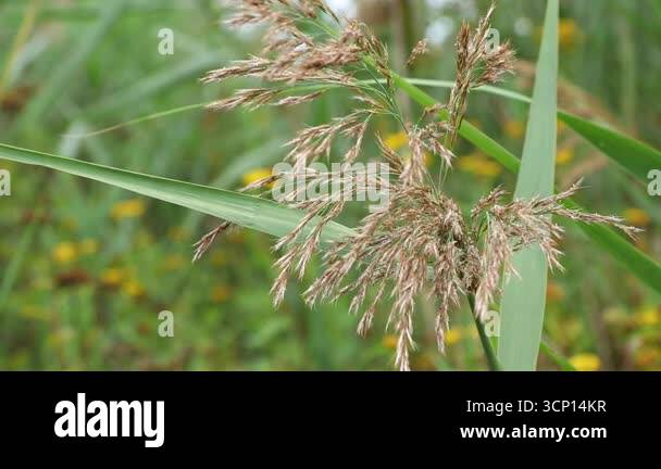 Calamagrostis canescens Stock Videos & Footage - HD and 4K Video Clips ...