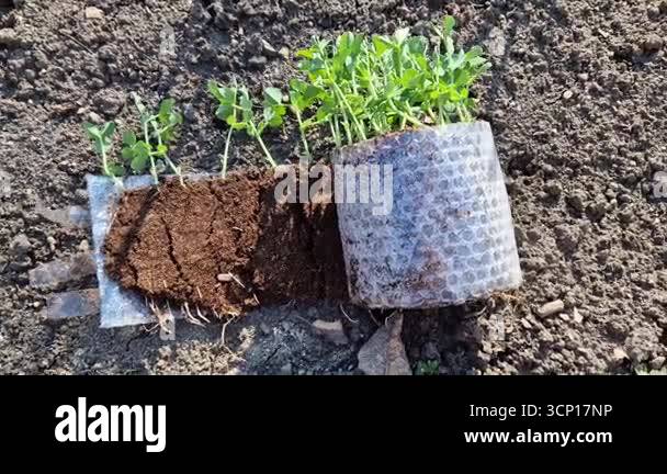 foil in combination with soil twisted into a spiral shaped like a cake ...