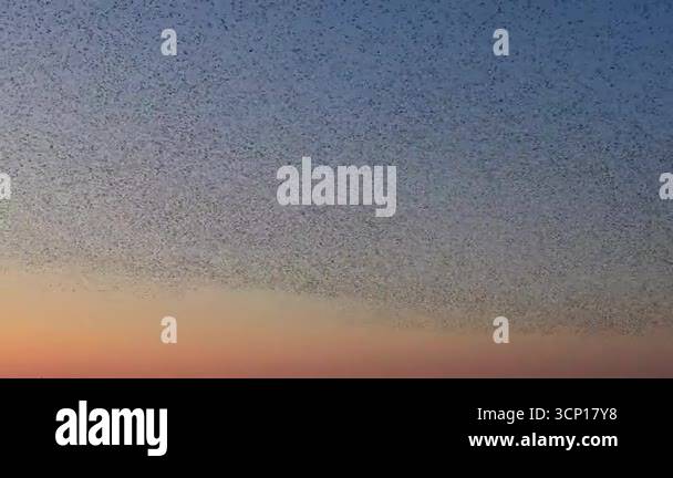 Starling bird murmuration in the sky during sunset at the end of a ...
