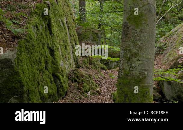 Medium shot of a mossy gorge between two large rocks in a green forest ...