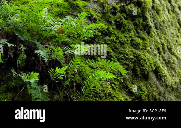 Irish fern plant Stock Videos & Footage - HD and 4K Video Clips - Alamy