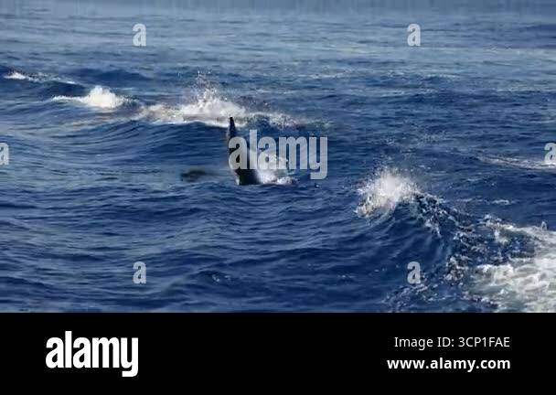 striped dolphin jumping in the blue sea slow motion Stock Video Footage ...