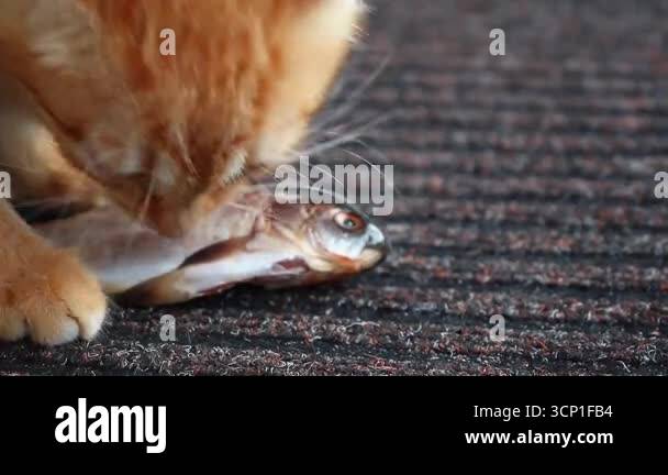 Raw crucian carp fish Stock Videos & Footage - HD and 4K Video Clips ...
