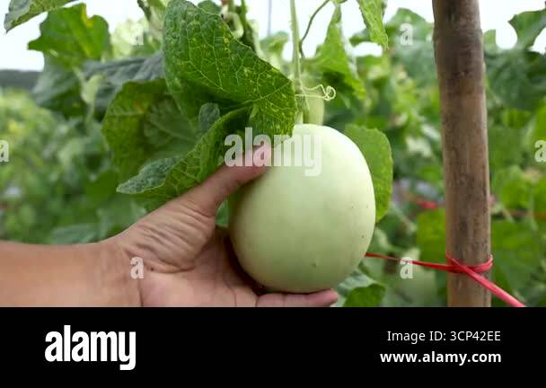 water gourd in hand holding, vegetable gourd plant, young plants ...
