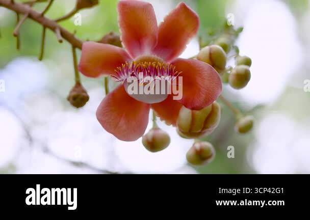 Sal tree flower Stock Videos & Footage - HD and 4K Video Clips - Alamy
