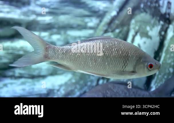 Rohu fish (Labeo rohita), (Osteochilus melanopleurus, Greater Bony ...