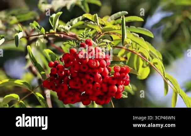 beautiful red berries on a tree Stock Video Footage - Alamy