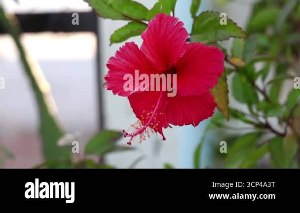 Red hibiscus flower (Hibiscus rosa-sinensis), also known as Chinese ...