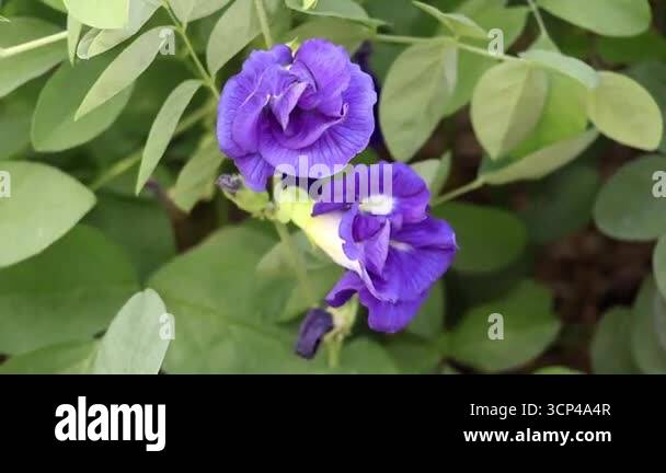 Vibrant violet Asian pigeonwings (Clitoria ternatea) flowers, also ...