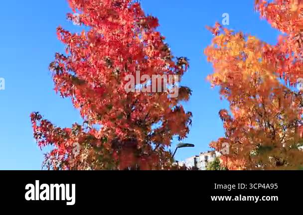 Autumn park with yellow orange trees. Leaves sway in wind in leave fall ...