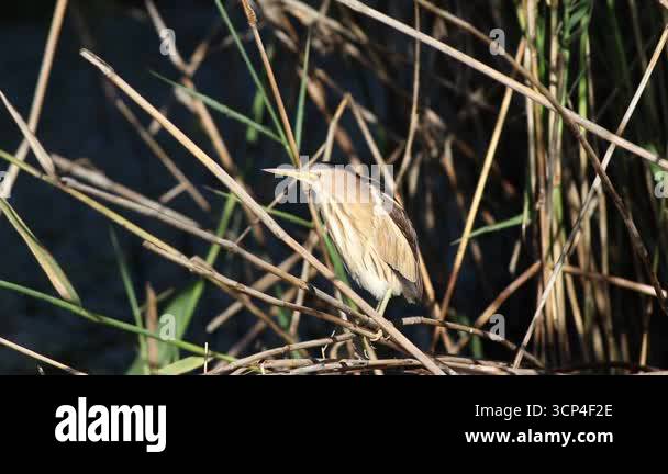 Little bittern, Ixobrychus minutus. A female bird sits in the reeds on ...