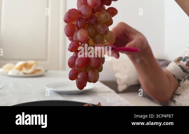 Cutting a bunch of ripe grapes. Harvest and viticulture concept. Grapes ...
