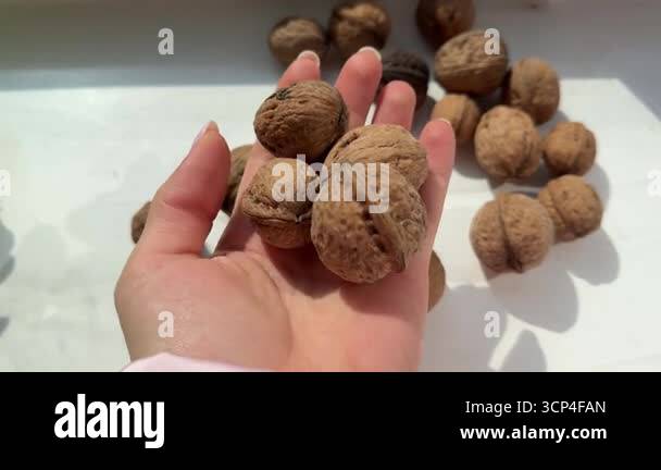 Close-up of hand holding fresh walnuts showing detail of texture and ...