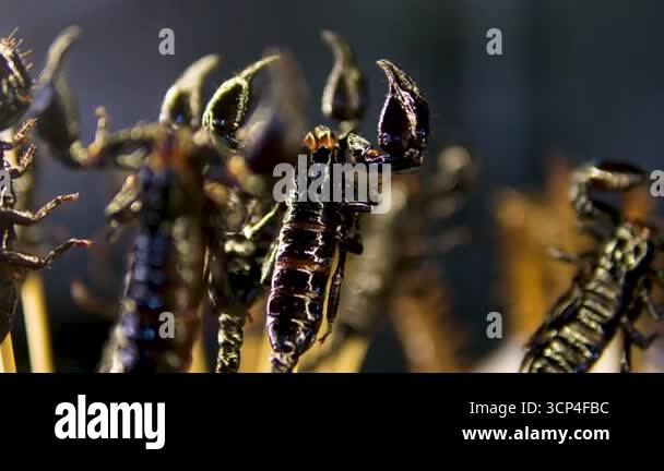A close-up view of the mouth of a scorpion, group of animals with eight ...