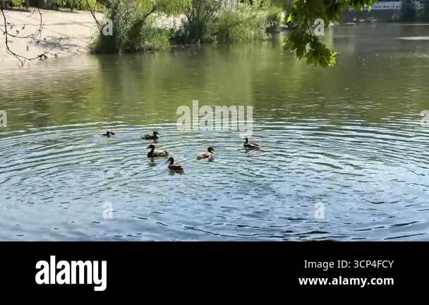 Ducks swimming lake. tufted duck in a pond. High quality 4k footage ...
