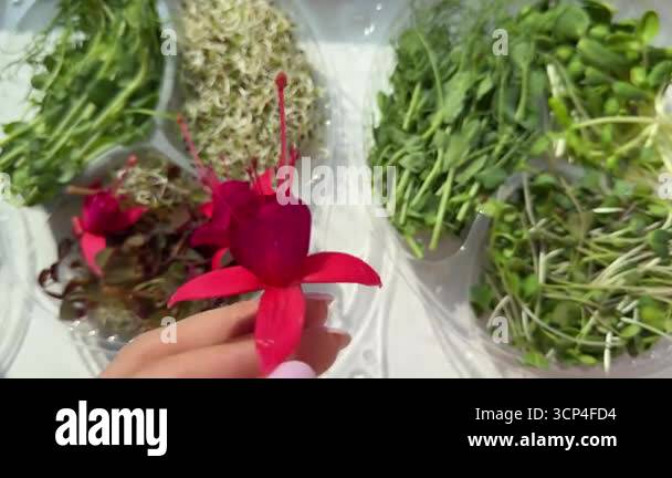 Edible red flower microgreens Stock Videos & Footage - HD and 4K Video ...