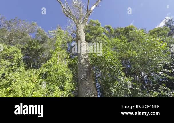 Footage top to bottom of a large tall dead tree that is surrounded by ...