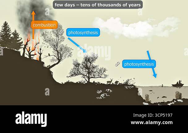 3D animation of fast carbon cycle shows CO moving through plants ...
