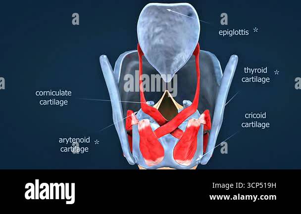 3D animation showing larynx structure and vocal cord vibration ...