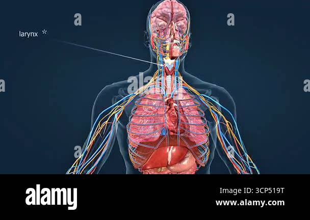 3D animation showing full respiratory tract from nasal cavity to lungs ...