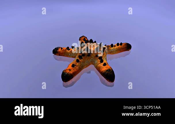 3D animation showing starfish regeneration process, illustrating how ...